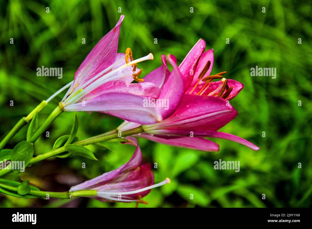 Lilium longiflorum thunberg hi-res stock photography and images - Alamy