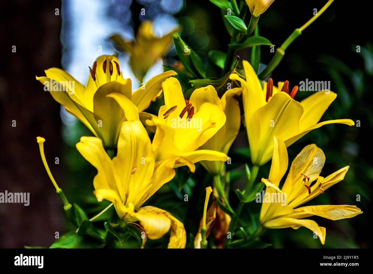 The beautiful yellow lily,Lilium longiflorum Thunberg in garden Stock ...