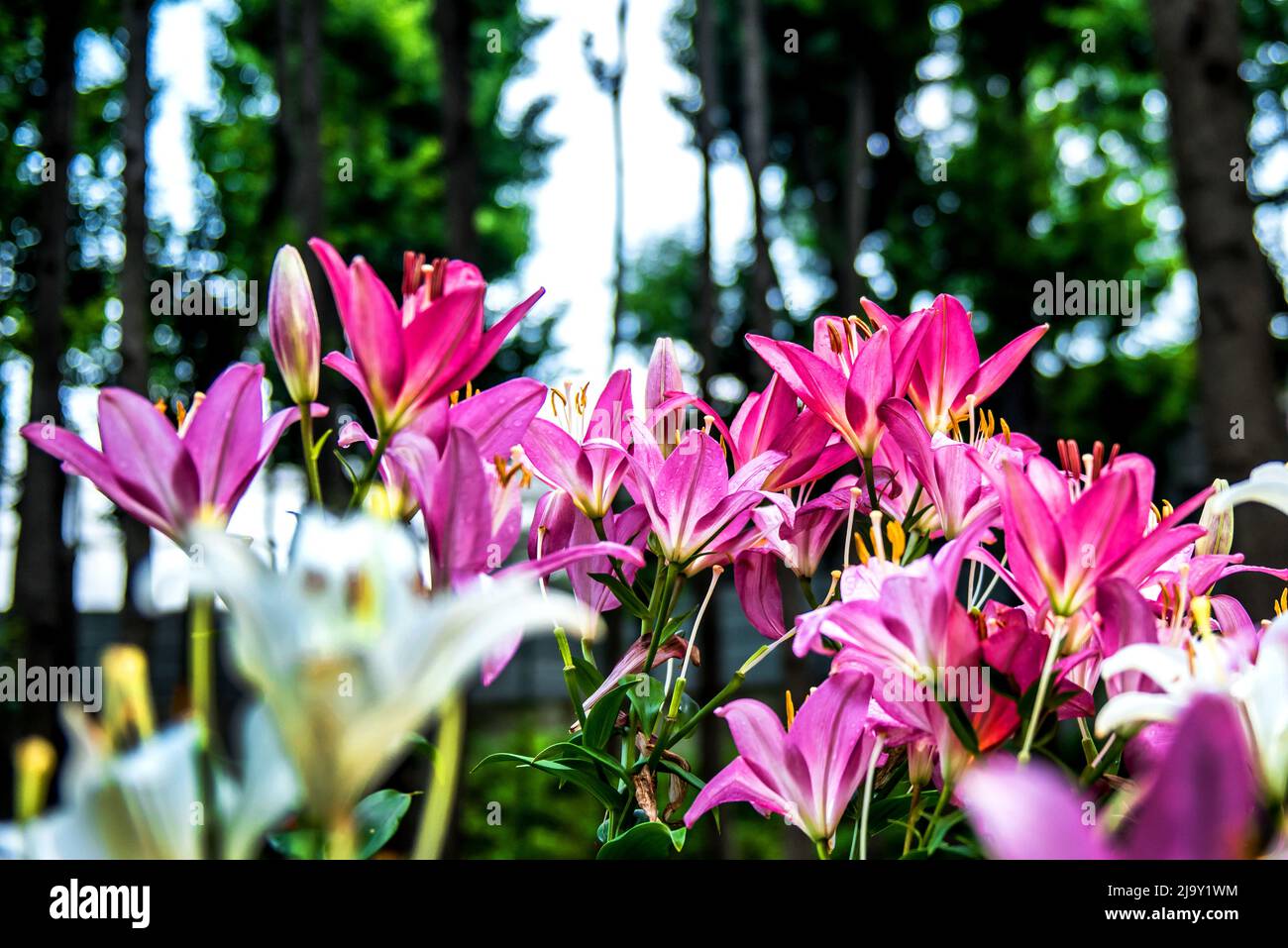 The beautiful pink lily,Lilium longiflorum Thunberg in garden Stock ...
