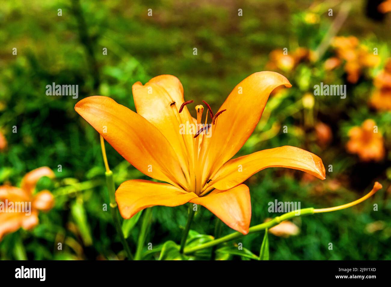 The beautiful red lily,Lilium longiflorum Thunberg in garden Stock ...