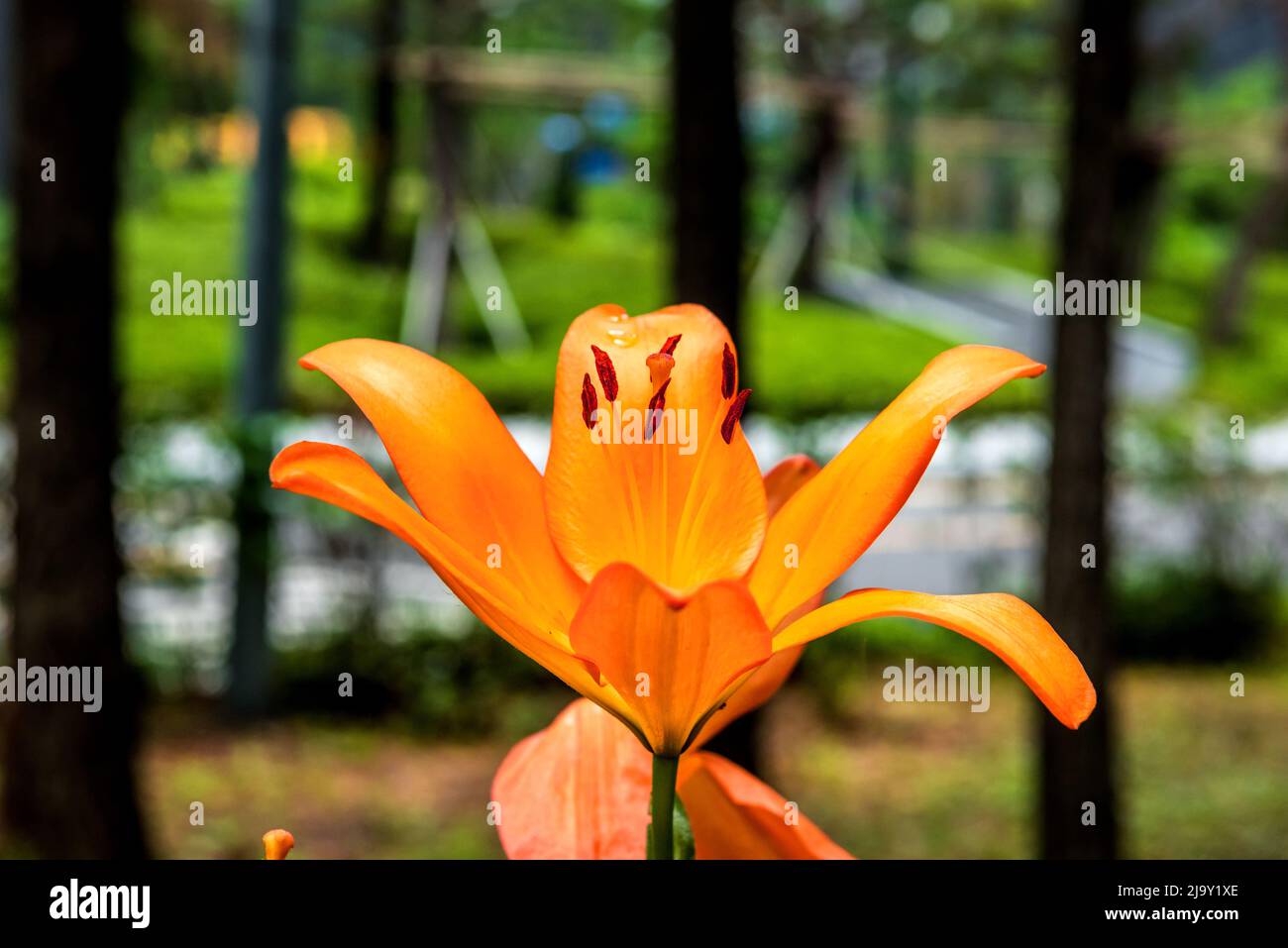The beautiful red lily,Lilium longiflorum Thunberg in garden Stock ...