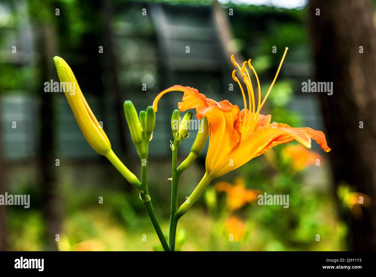 The beautiful red lily,Lilium longiflorum Thunberg in garden Stock ...