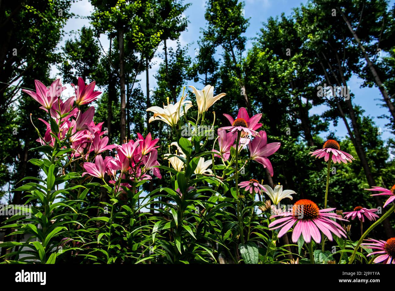 Beautiful gaden hi-res stock photography and images - Alamy
