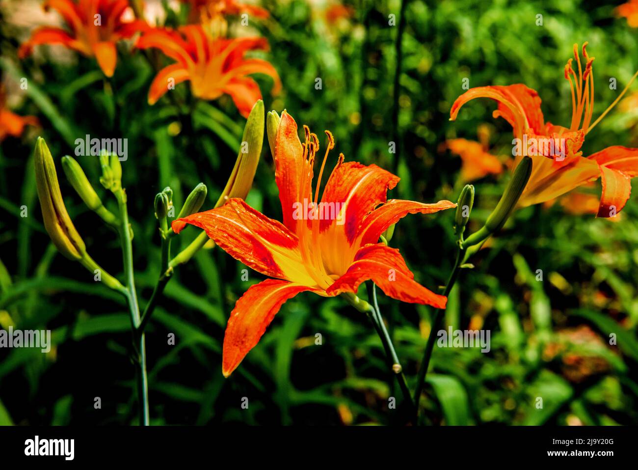 The beautiful red lily,Lilium longiflorum Thunberg in garden Stock ...