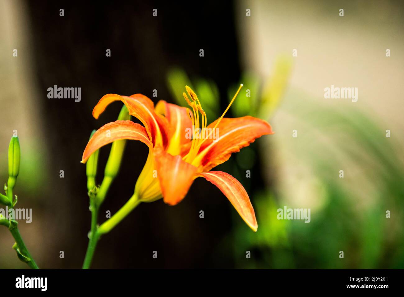 The beautiful red lily,Lilium longiflorum Thunberg in garden Stock ...