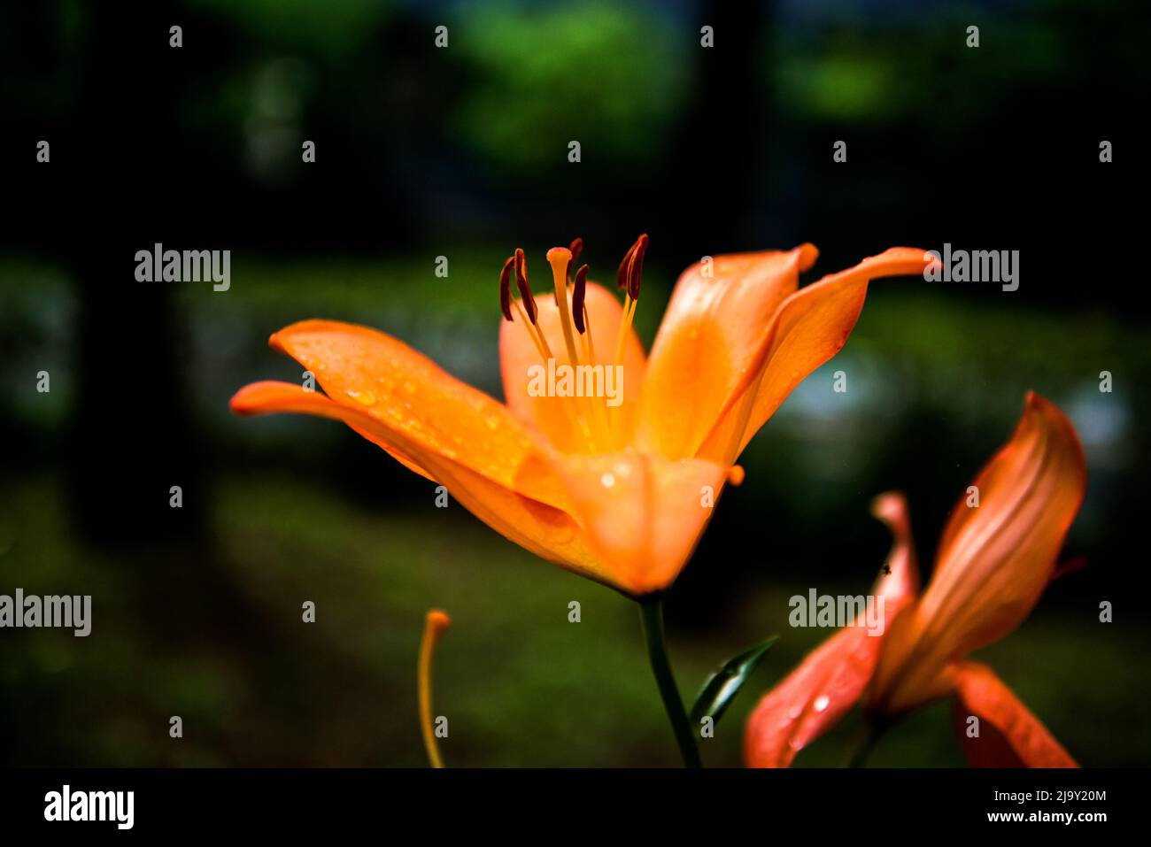 The beautiful red lily,Lilium longiflorum Thunberg in garden Stock ...