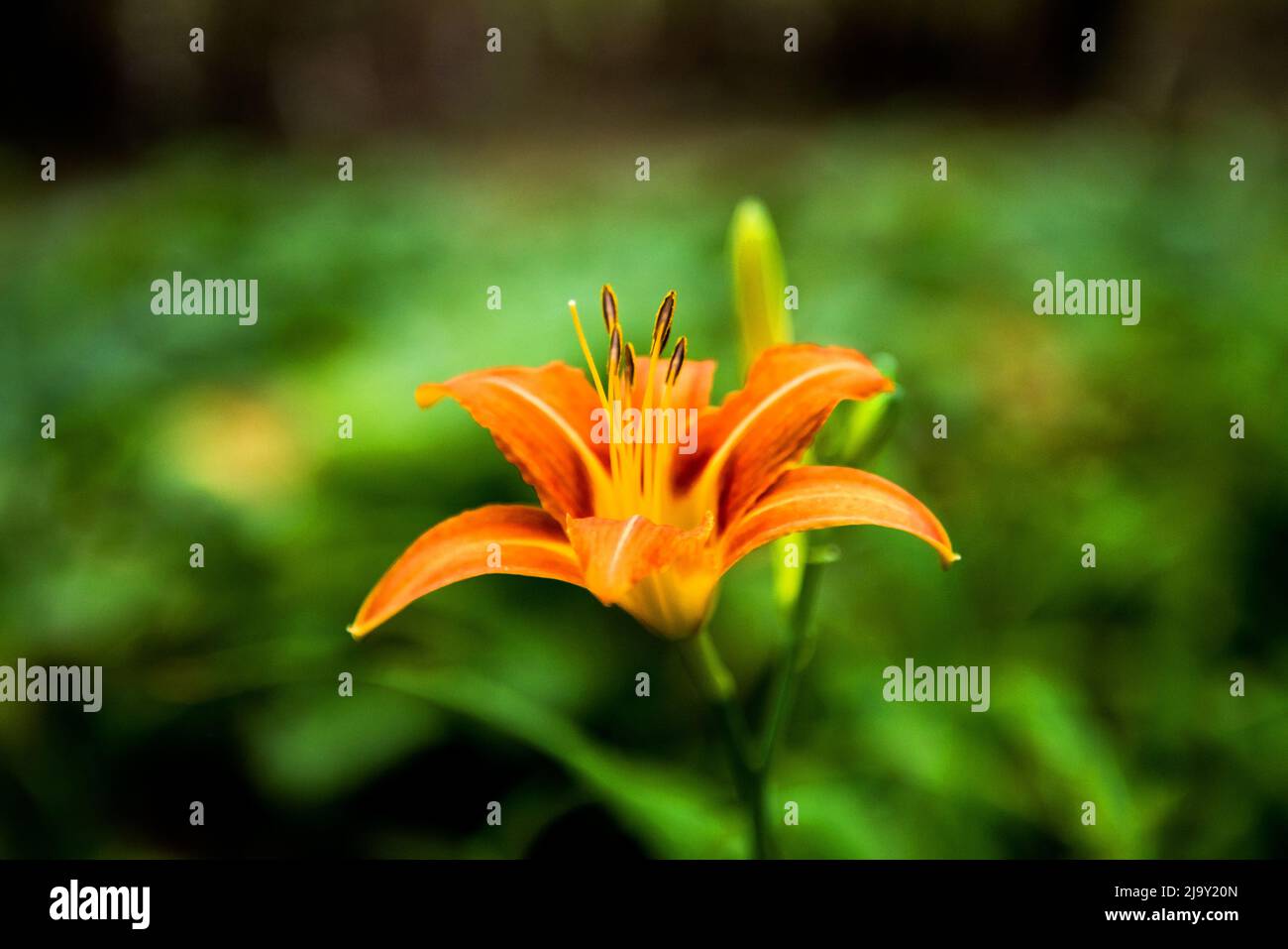 The beautiful red lily,Lilium longiflorum Thunberg in garden Stock ...