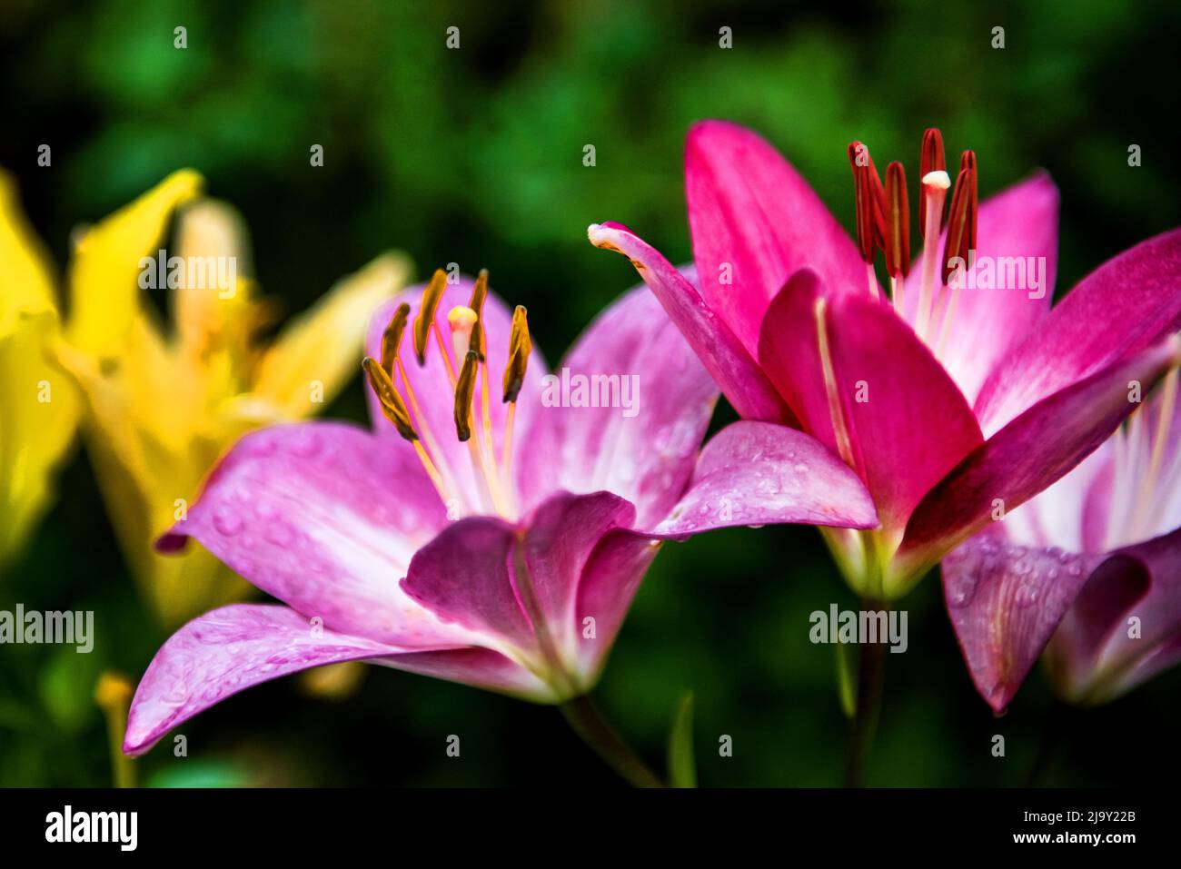The beautiful pink lily,Lilium longiflorum Thunberg in garden Stock ...
