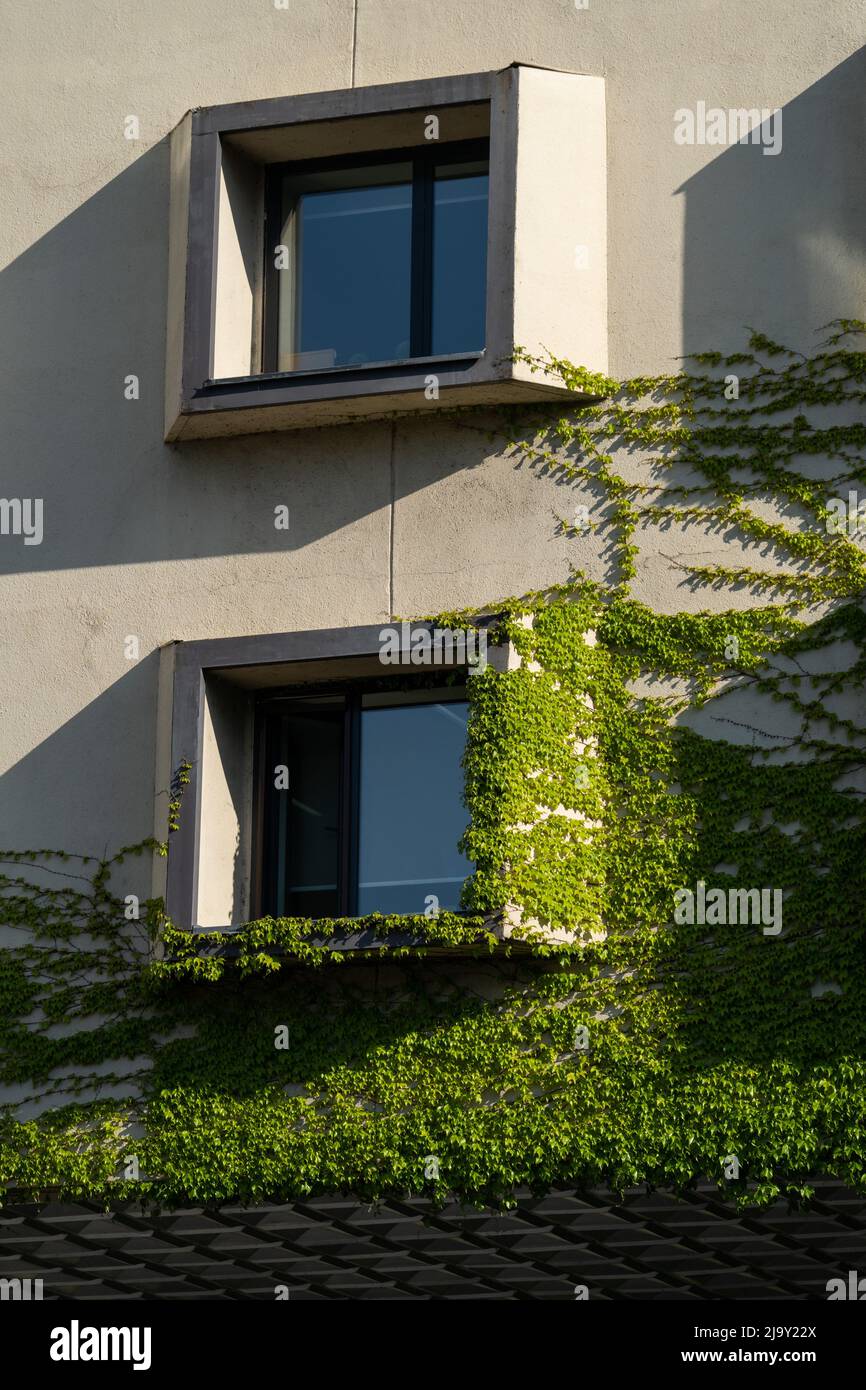 Green facade and eco house concept. Vine creeper around window on ...