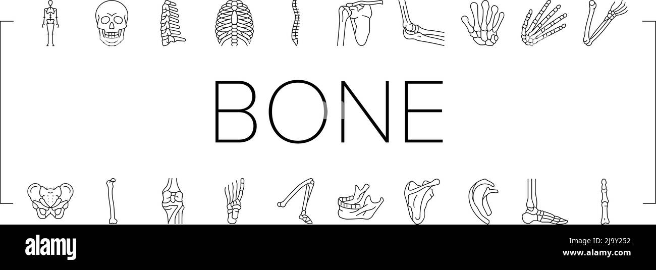 Bone Human Skeleton Structure Icons Set Vector Stock Vector Image And Art