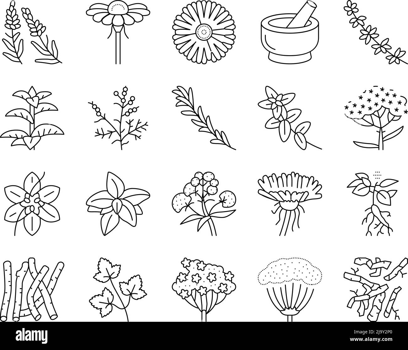 Medical Herb Natural Ingredient Icons Set Vector Stock Vector Image ...