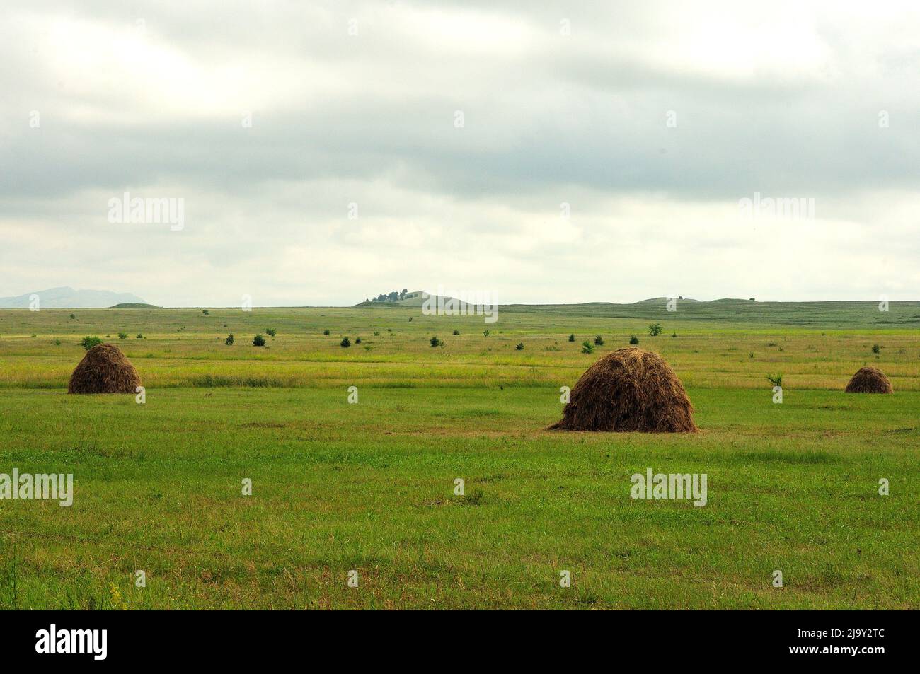 Stacks of freshly cut hay in the endless steppe surrounded by high ...