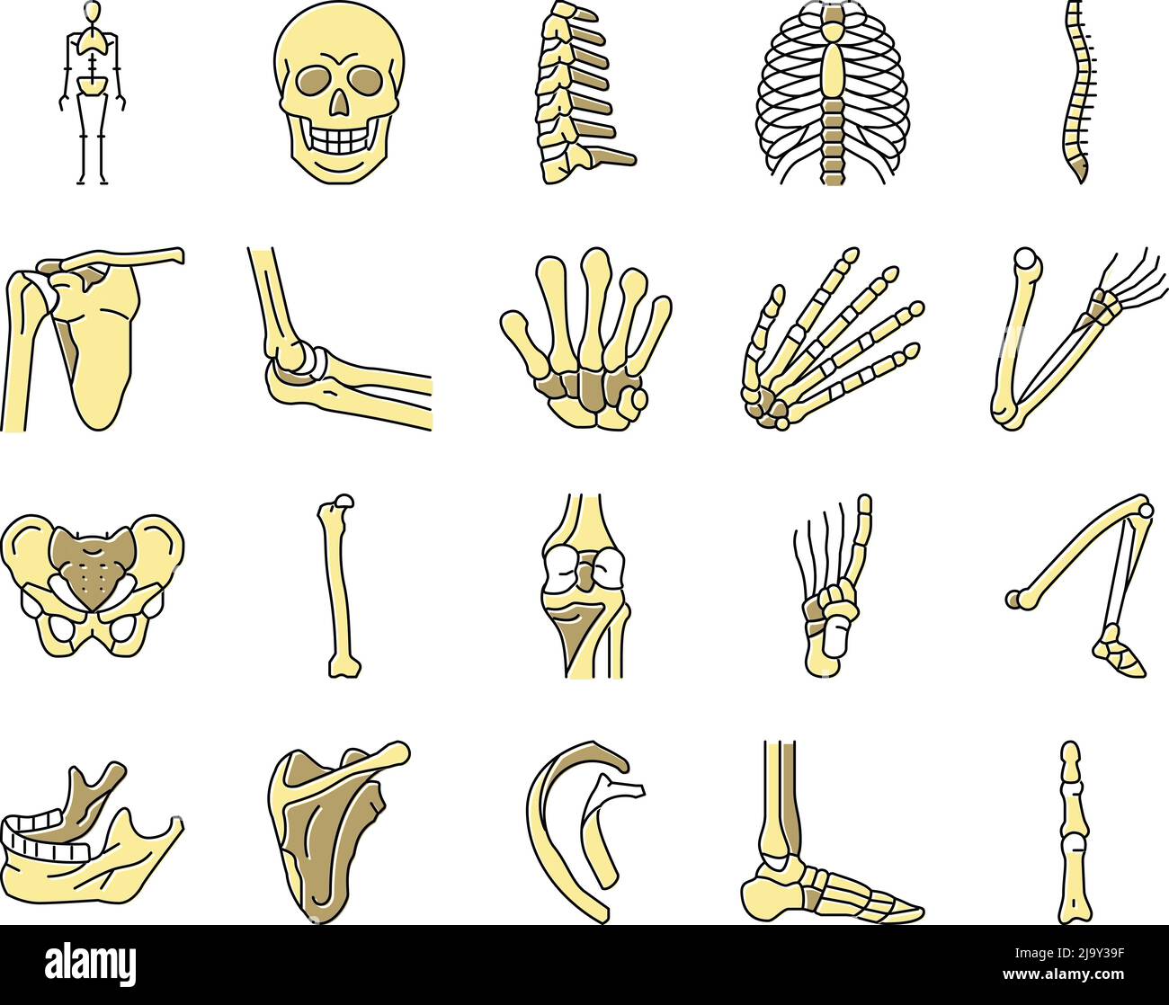Bone Human Skeleton Structure Icons Set Vector Stock Vector Image & Art ...