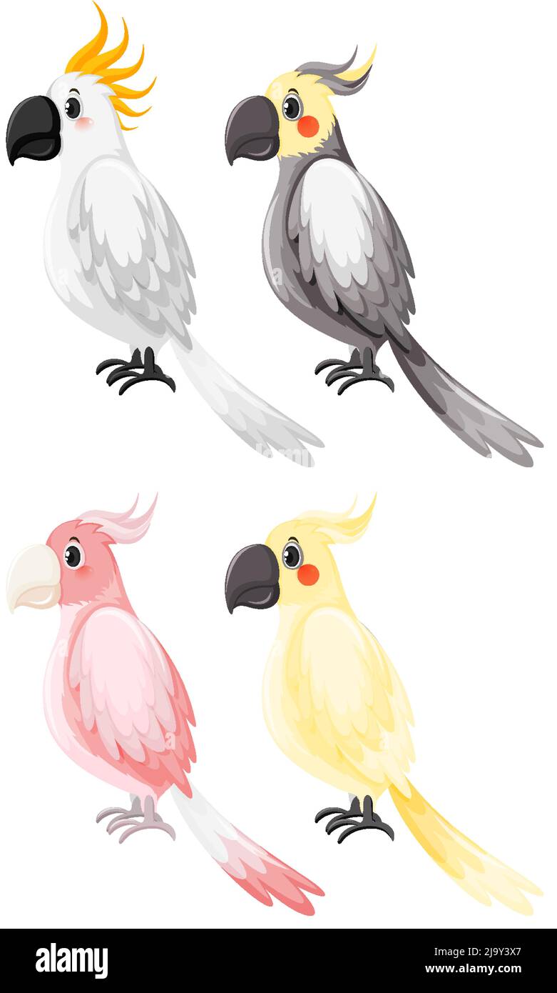 Set of different cockatiel birds in cartoon style illustration Stock ...