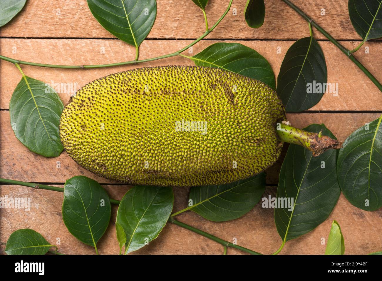 jackfruit on a wooden table with jack tree leaves in the background ...