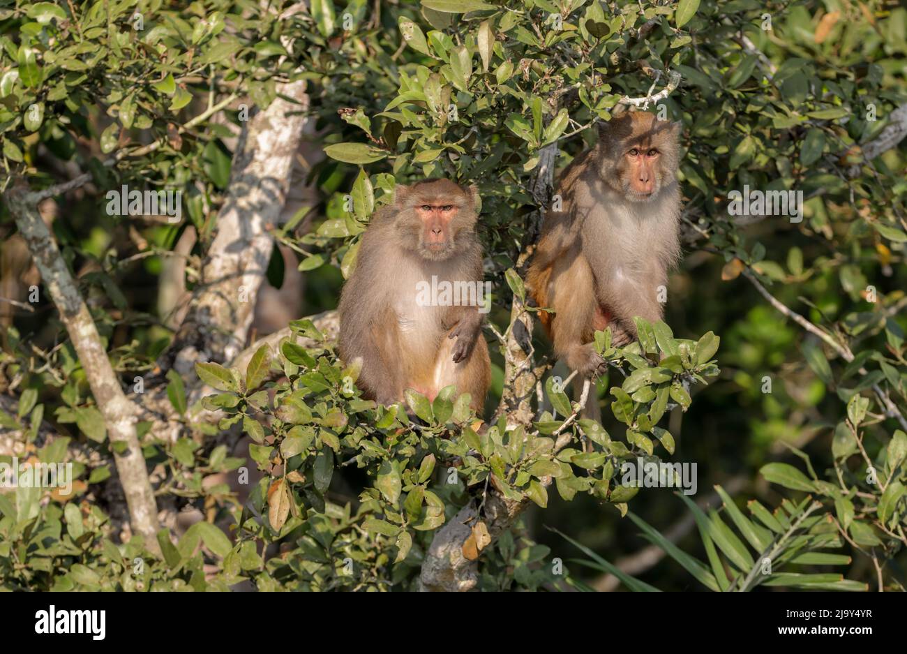 The rhesus macaque, colloquially rhesus monkey, is a species of Old ...