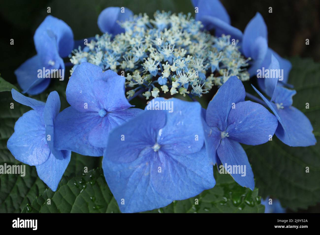 Lace cap hydrangea hi-res stock photography and images - Alamy