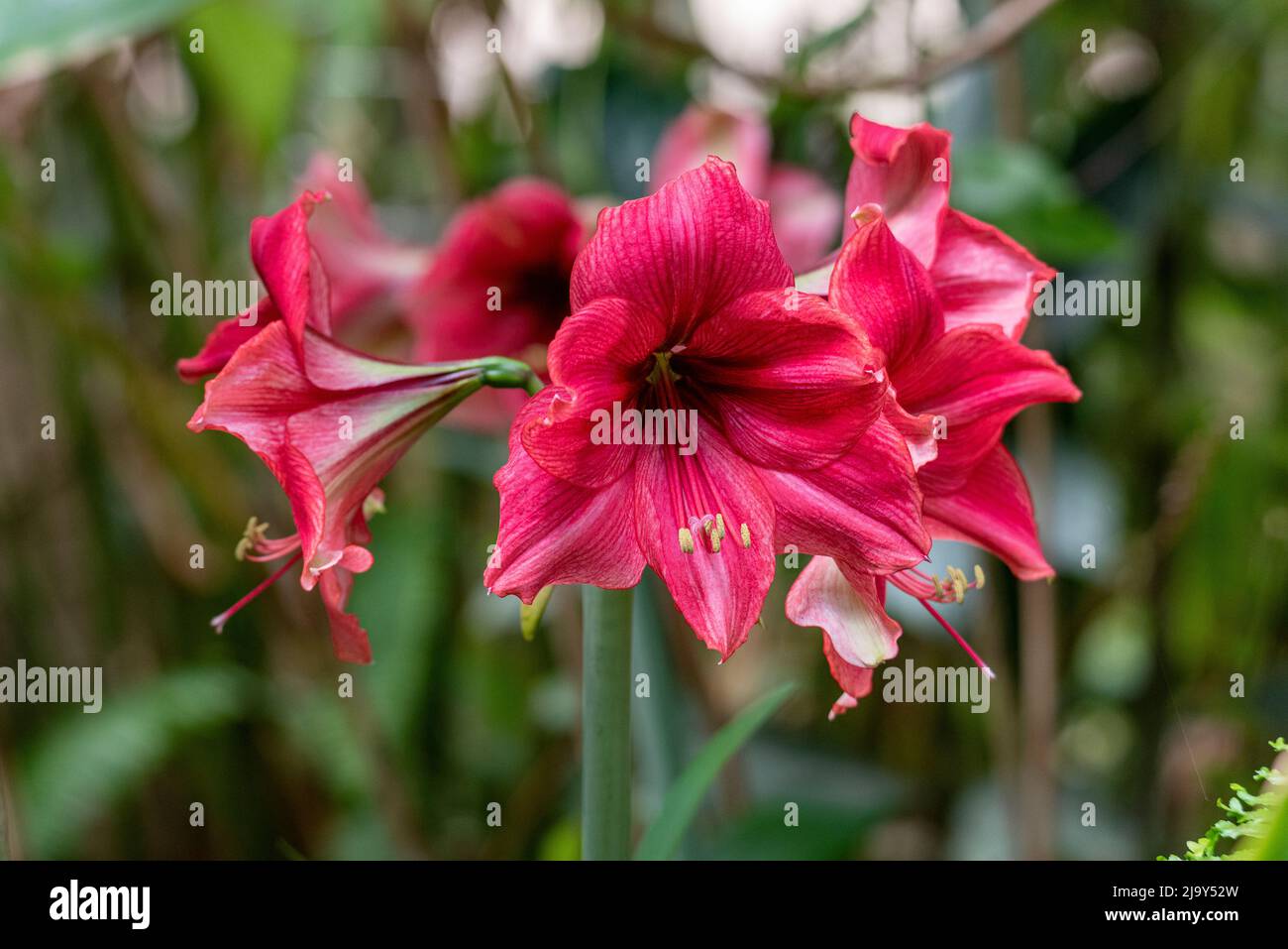 Ferrari flower High Resolution Stock Photography and Images - Alamy