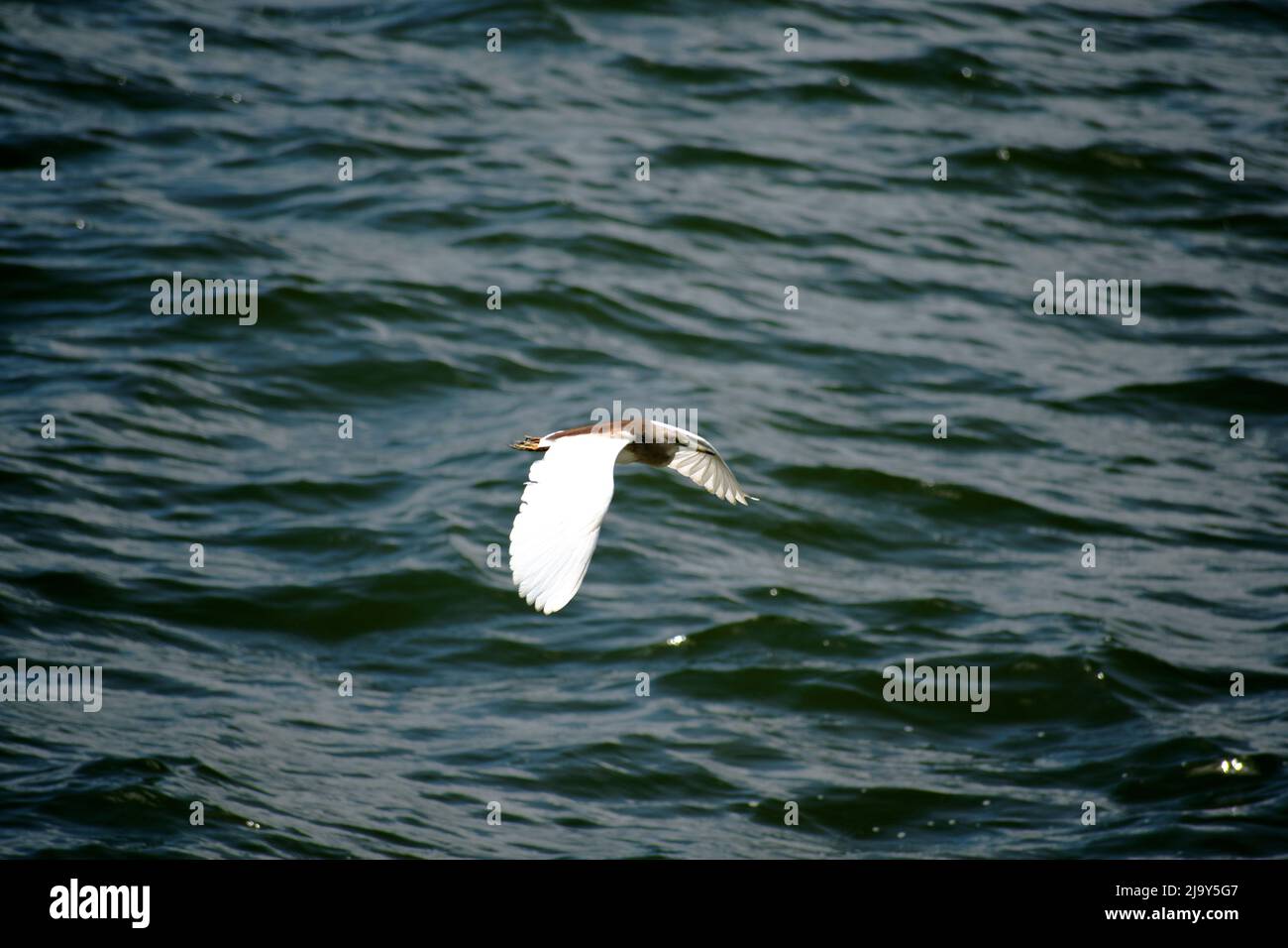 Bird photos hi-res stock photography and images - Alamy