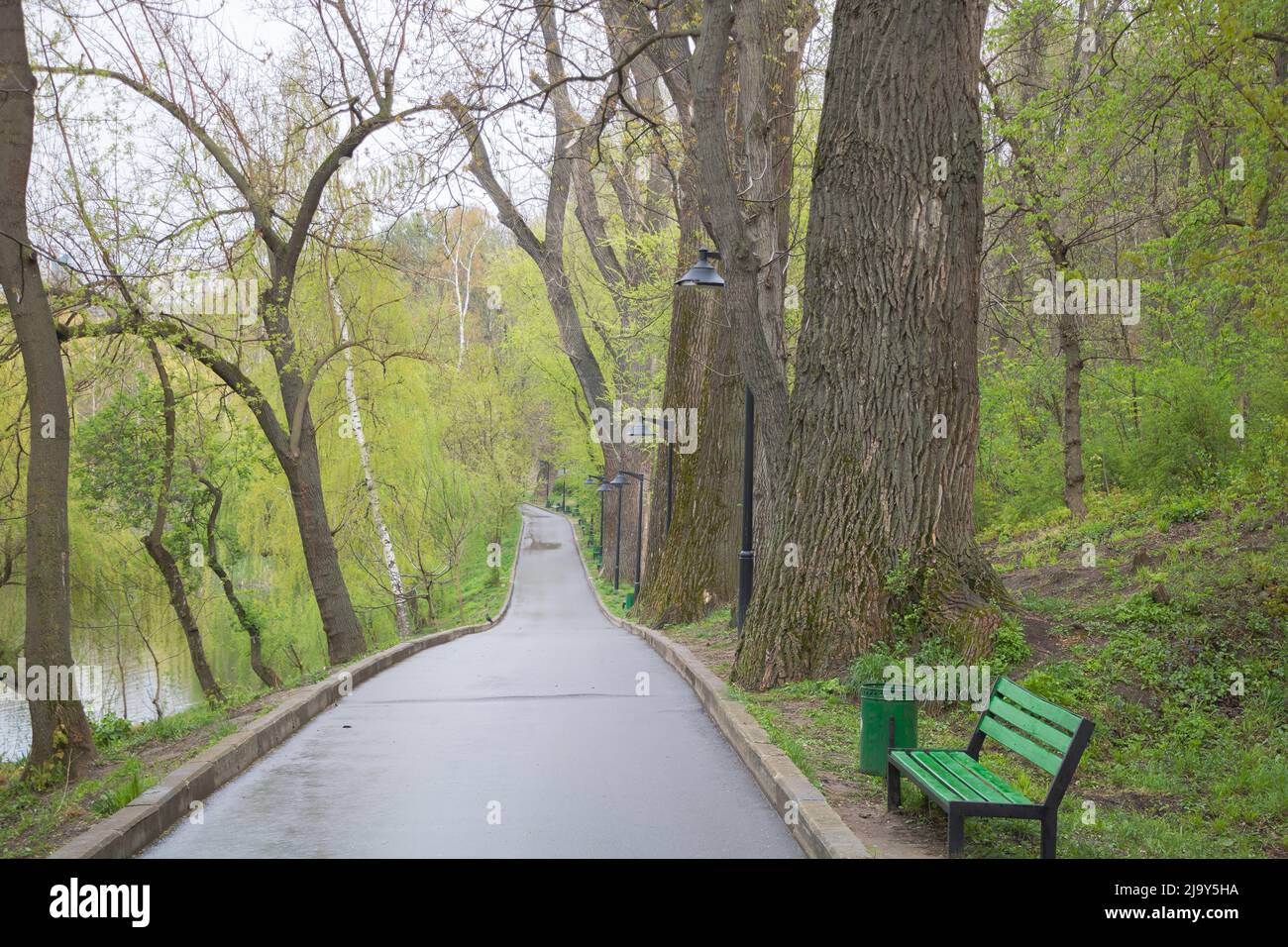 Beautiful trees near an asphalt path after a rain in spring Stock Photo ...