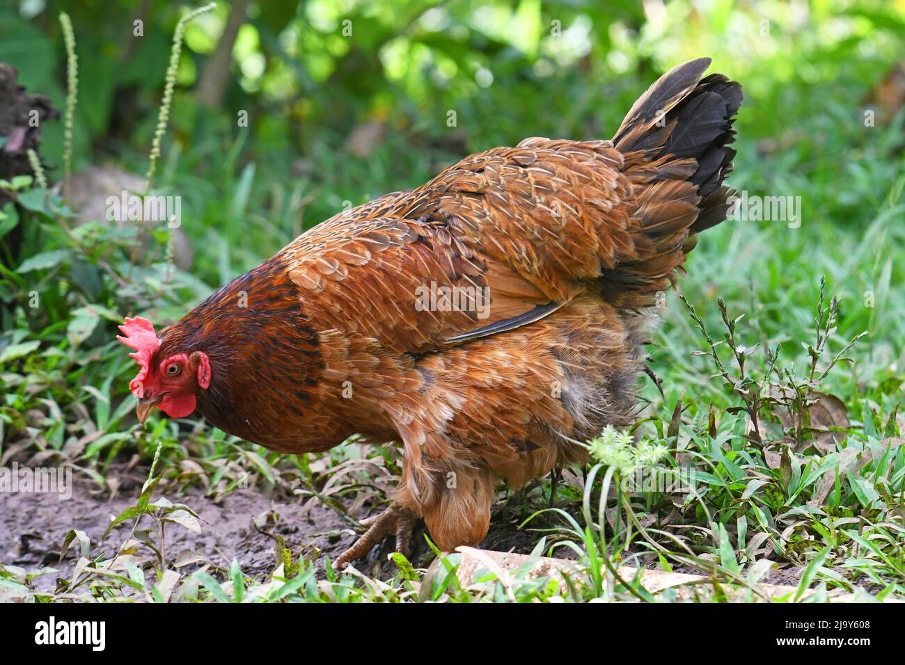 Free range organic chicken foraging Stock Photo - Alamy