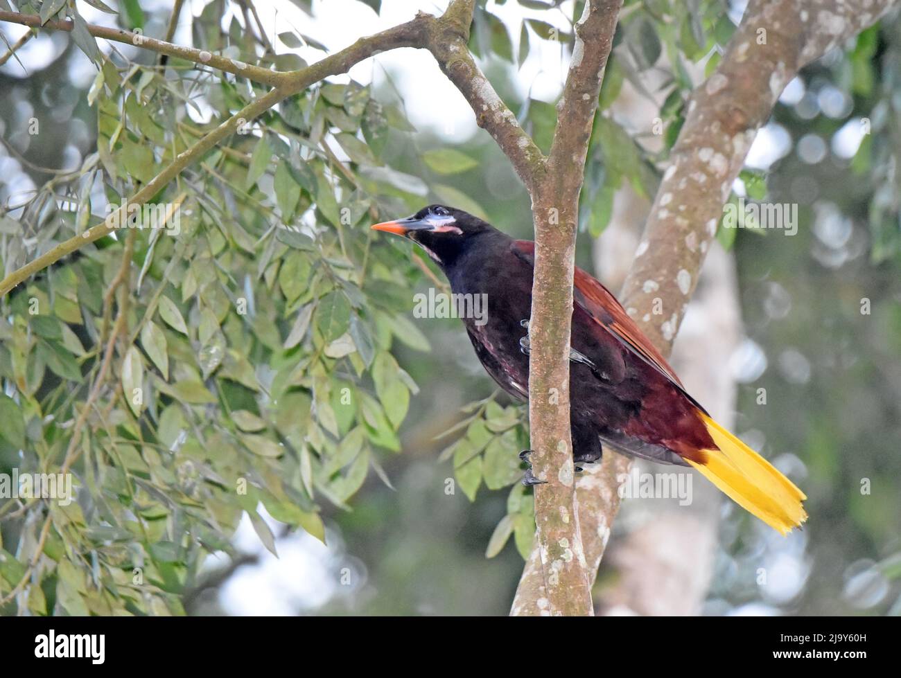 Montezuma oropendola hi-res stock photography and images - Alamy