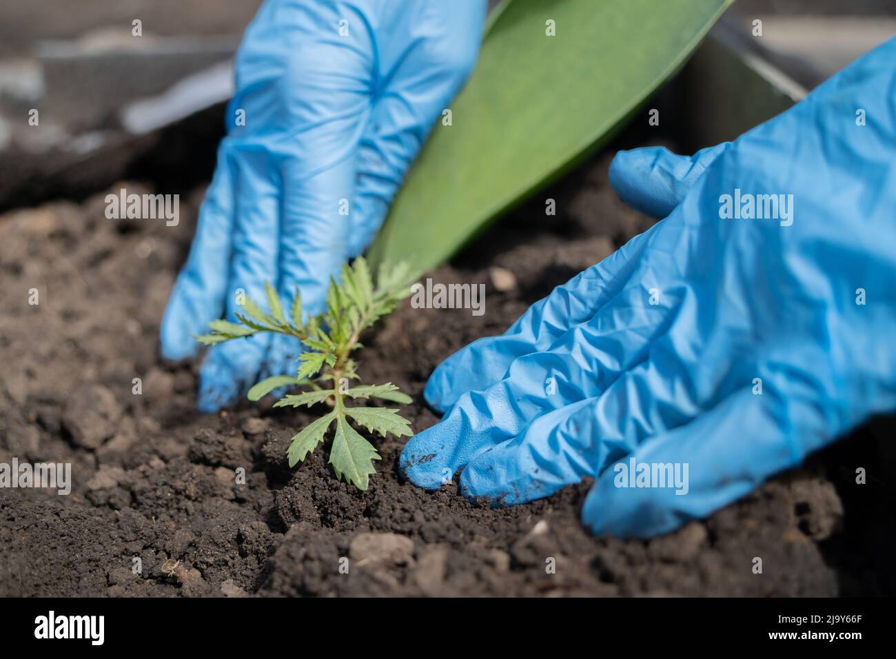 Female hands dig up young hi-res stock photography and images - Alamy