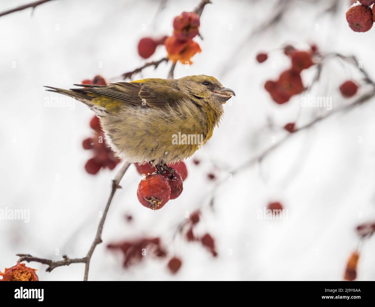 Red Crossbill female sitting on the tree branch and eats wild apple ...