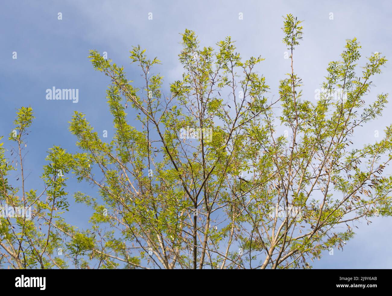 A beautiful acacia tree that entered the spring vegetation - cloudy ...