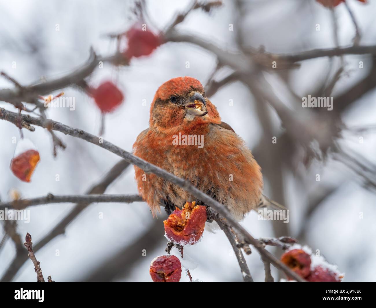 Red Crossbill male sitting on the tree branch and eats wild apple ...