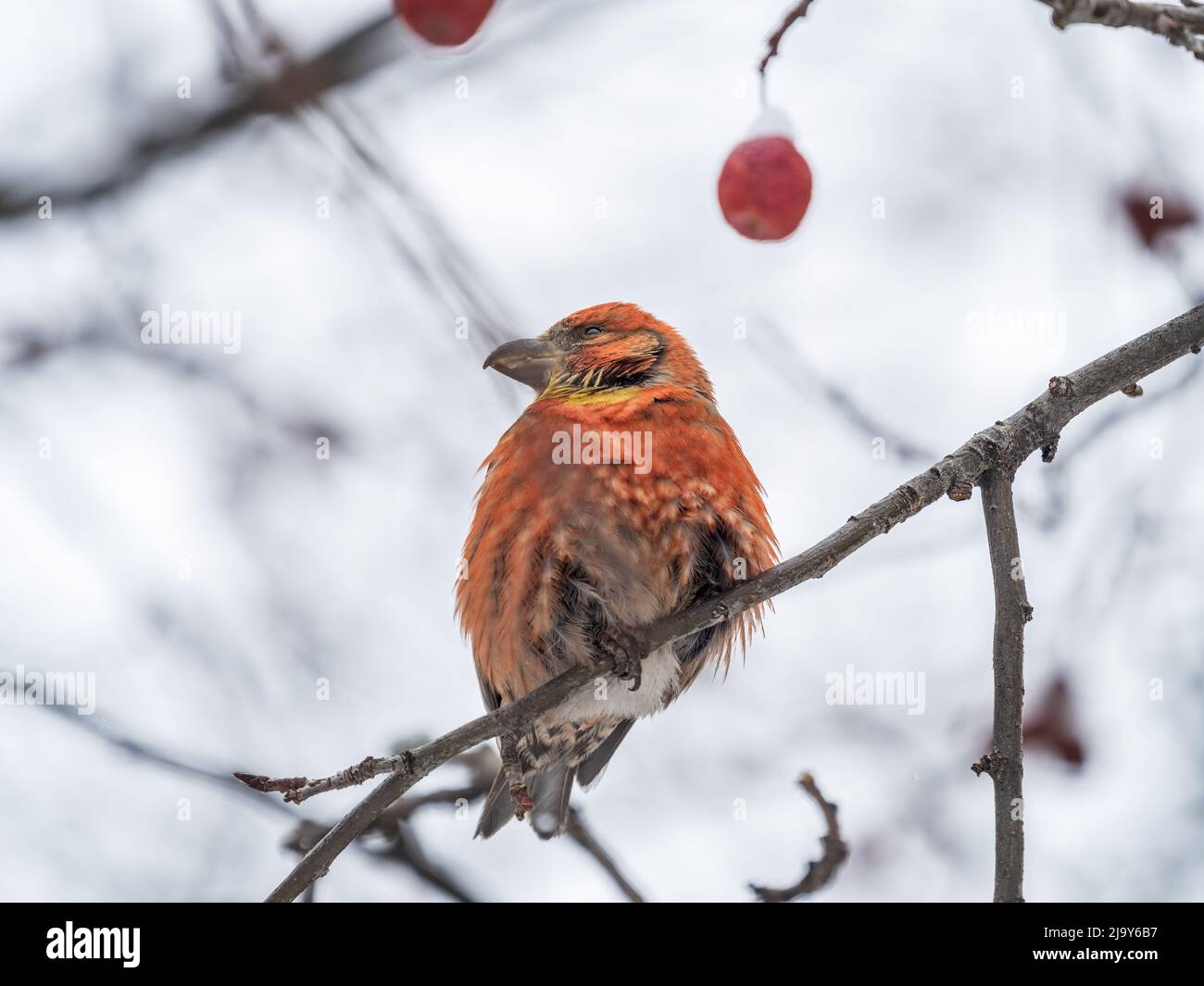 Red Crossbill male sitting on the tree branch and eats wild apple ...