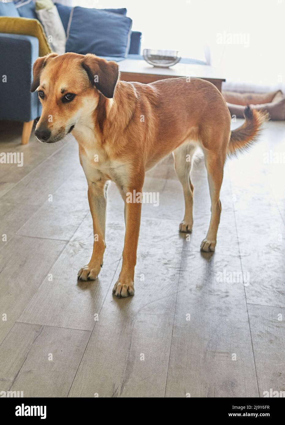 Cute red dog with sad eyes is standing in the room on the floor and ...