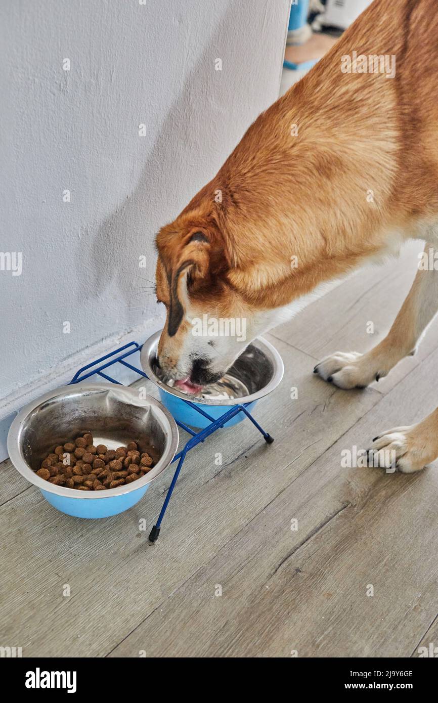 Cute red dog with sad eyes licks water from a bowl with its tongue ...