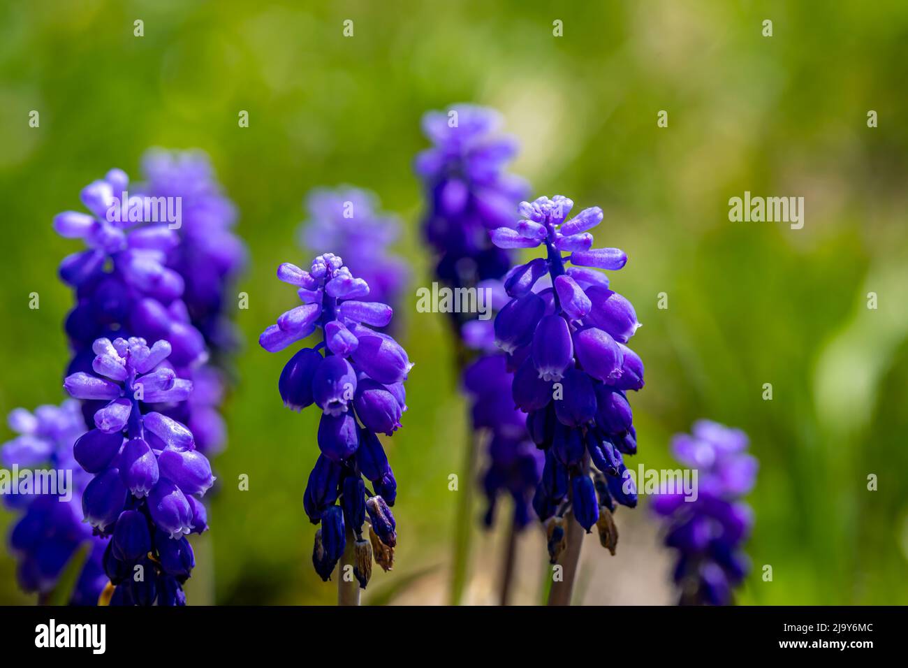 Muscari flower in meadow, close up shoot Stock Photo - Alamy