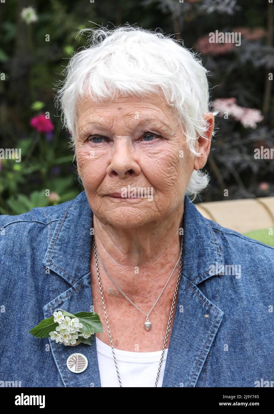 Dame Judi Dench attends press day at the RHS Chelsea Flower Show at The ...