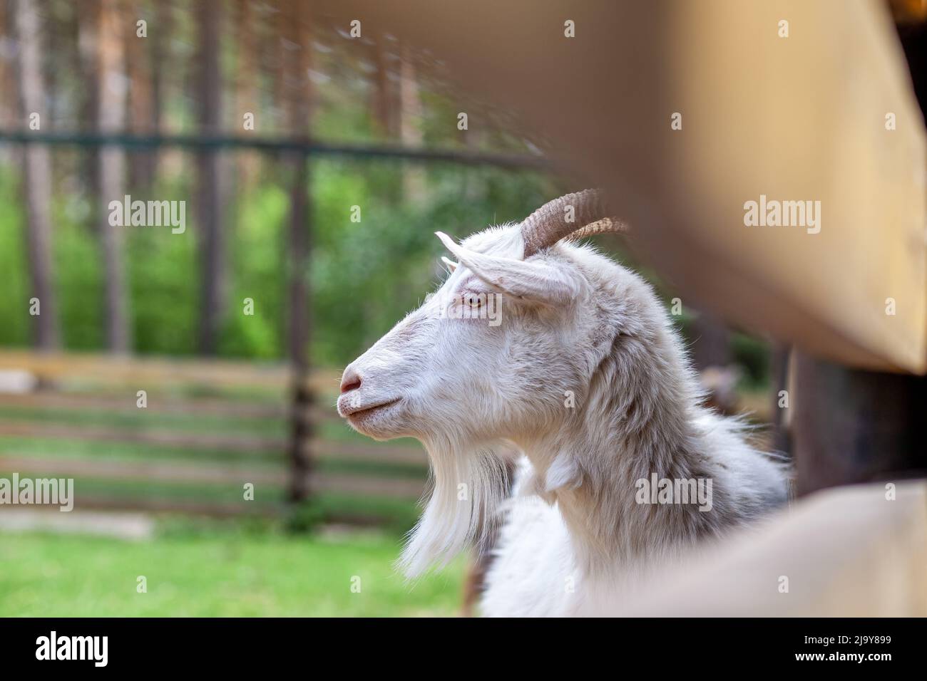 Close-up of the head of a horned goat on a farm. Breeding goats and ...
