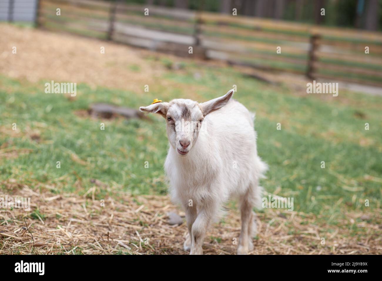 A small goat on the farm grazes and plays. Breeding goats and sheep ...