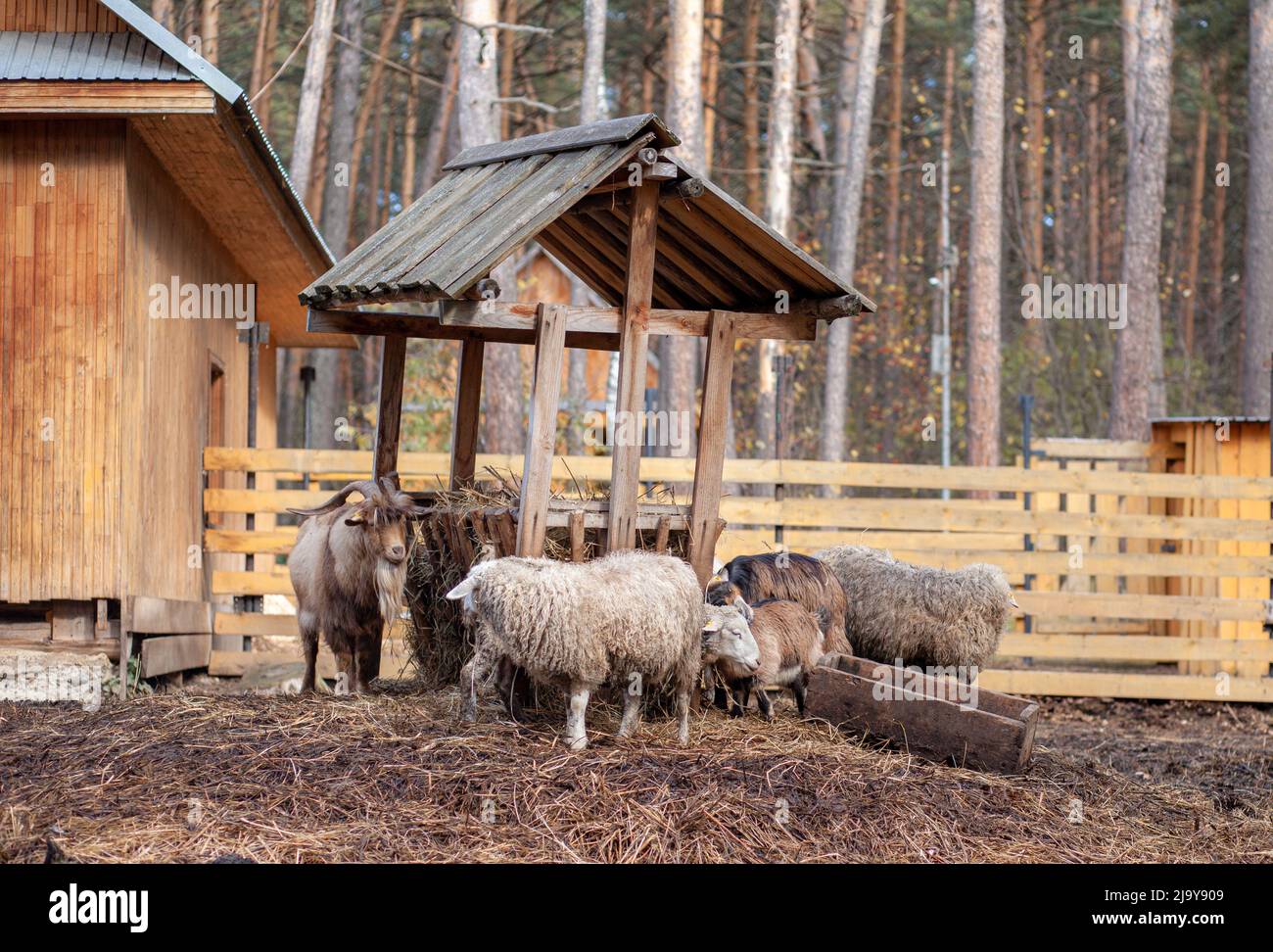 White curly sheep and goats behind a wooden paddock in the countryside ...