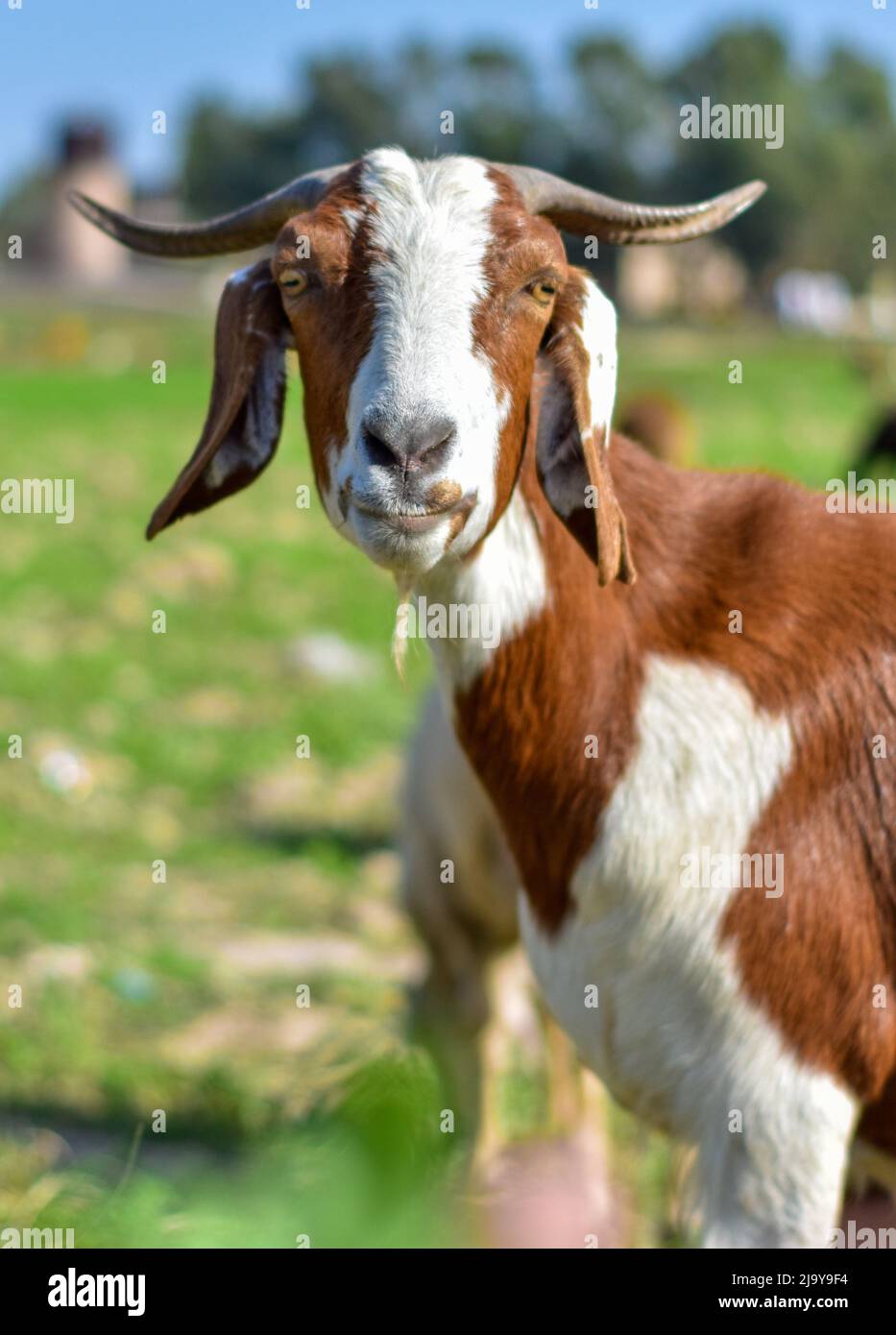 Goat Posing in front of camera Stock Photo - Alamy