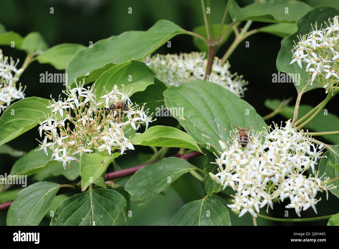 Cape bees on a flowering Dogwood Stock Photo - Alamy