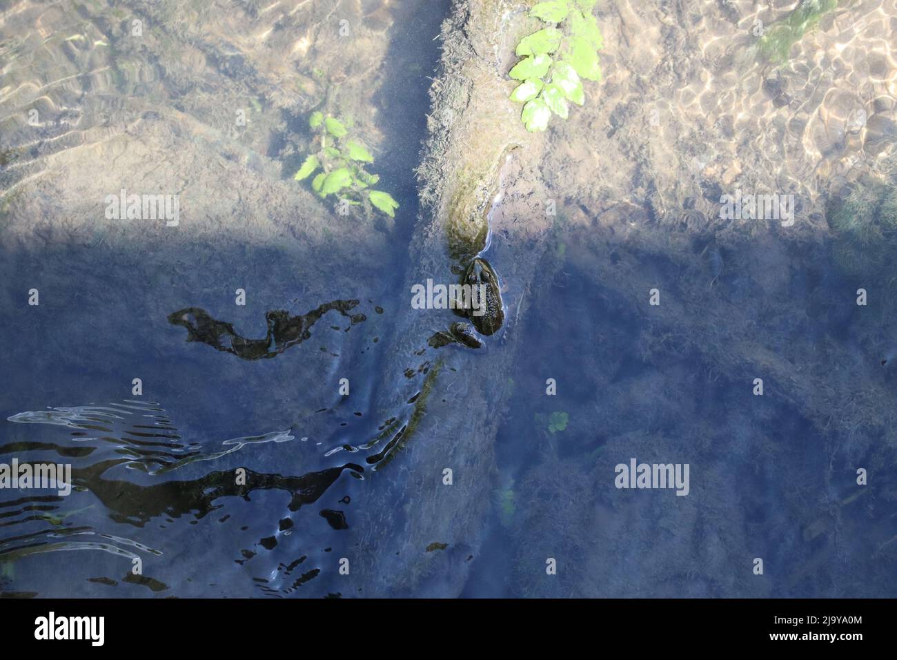 Frog in a well hi-res stock photography and images - Alamy