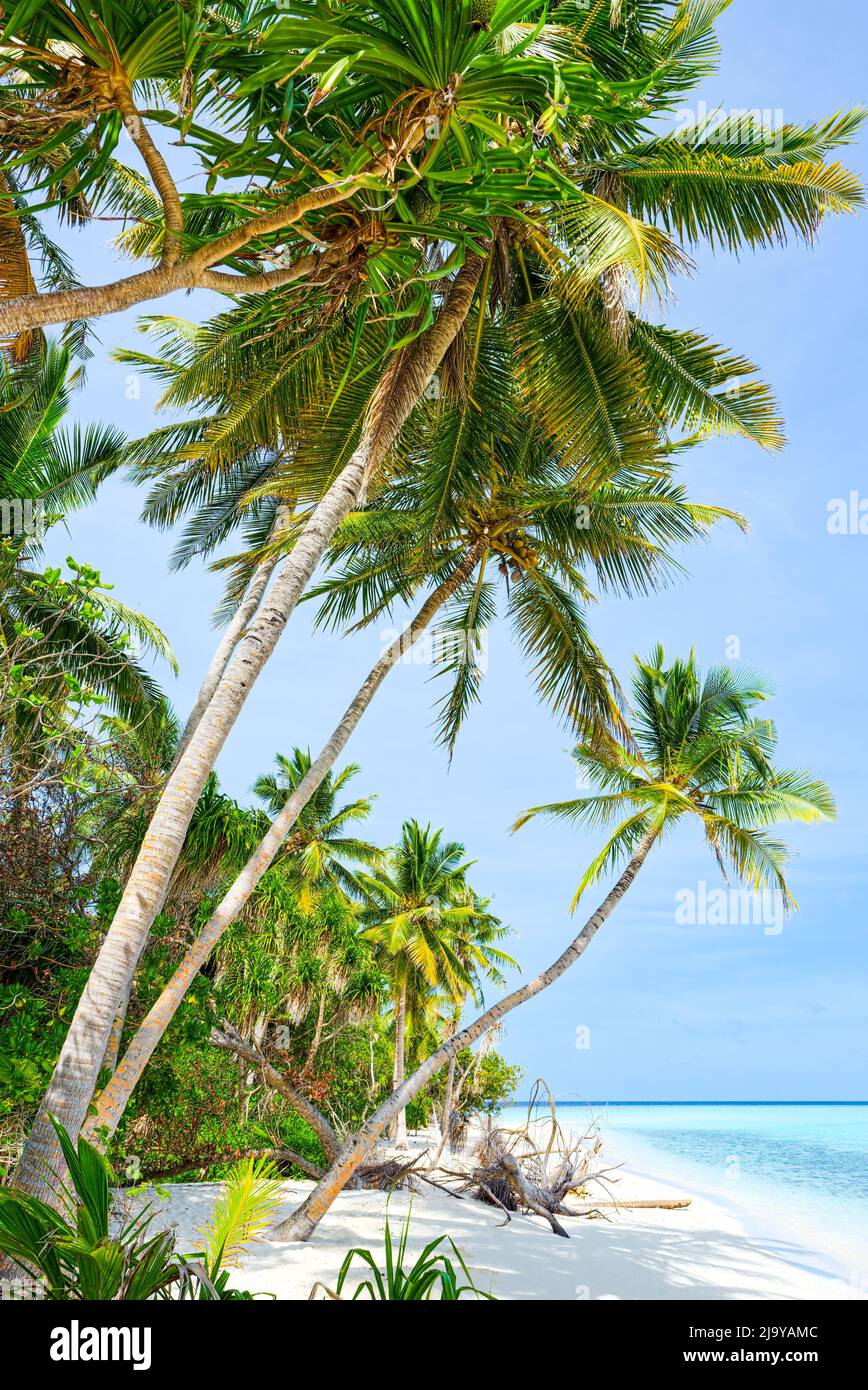 Shoreline of a tropical island in the Maldives and view of the Indian ...