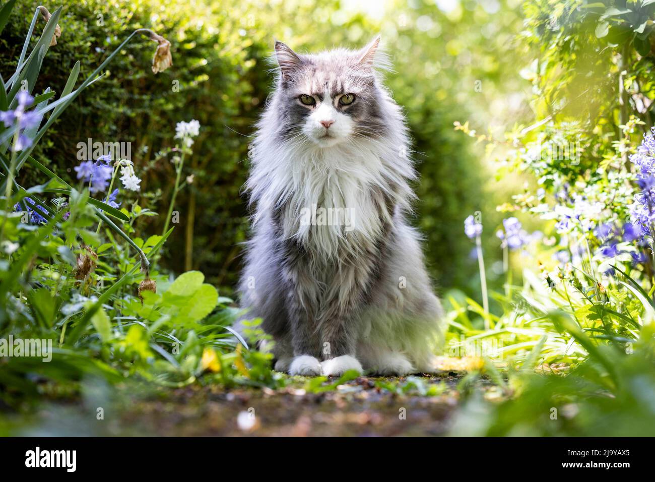 Gwen lewis hi-res stock photography and images - Alamy