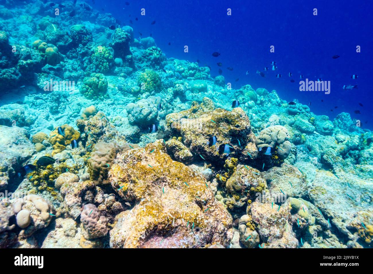 The magnificent underwater world of the Maldives. Omadhoo (Alif Dhaal ...