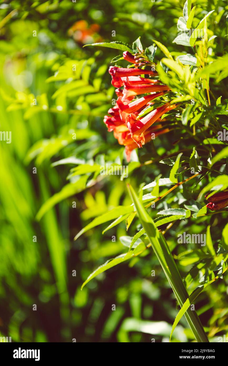 orange tecoma plant outdoor in sunny backyard, close-up shot at shallow ...