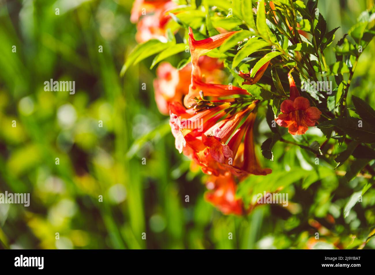 orange tecoma plant outdoor in sunny backyard, close-up shot at shallow ...
