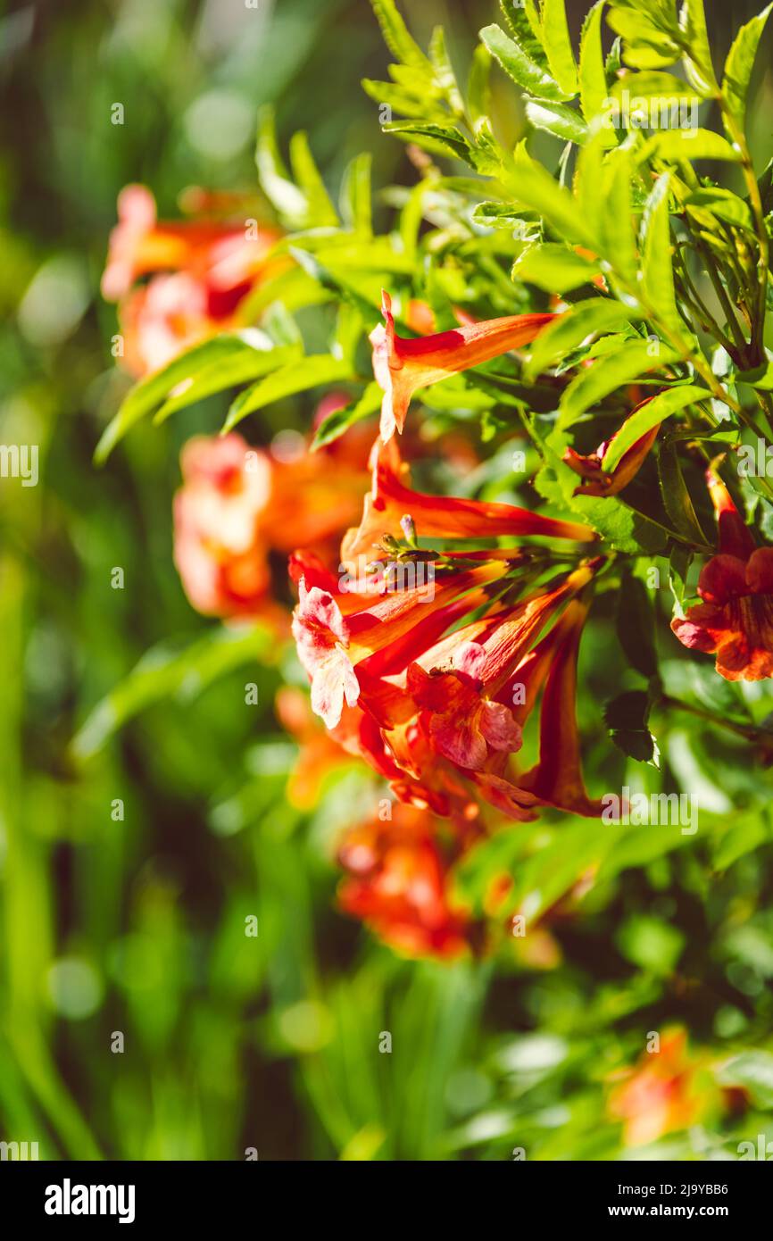 orange tecoma plant outdoor in sunny backyard, close-up shot at shallow ...