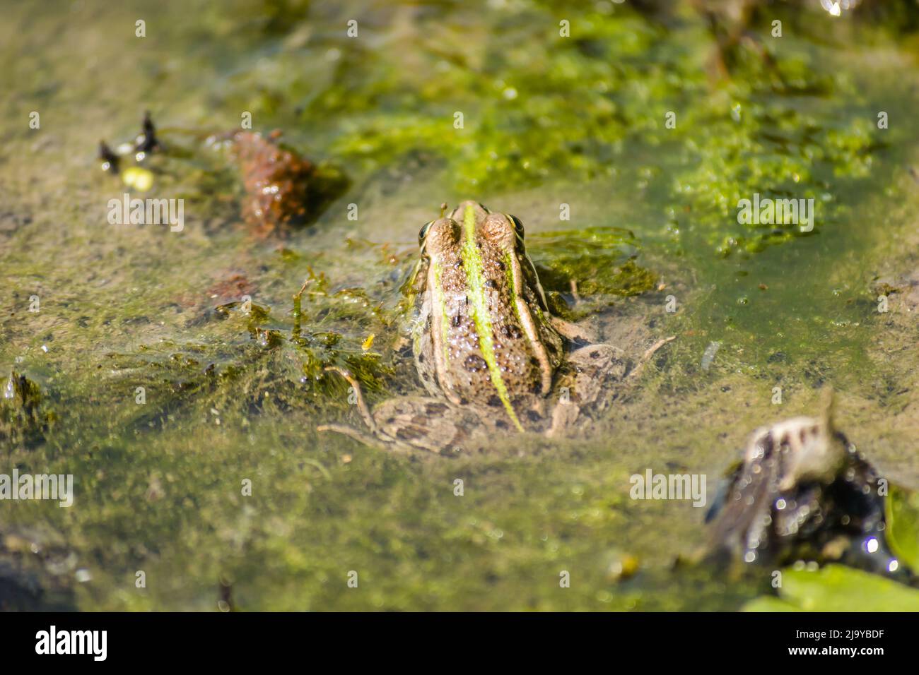 Frog in its natural environment. Green frog on the shore of the swamp ...