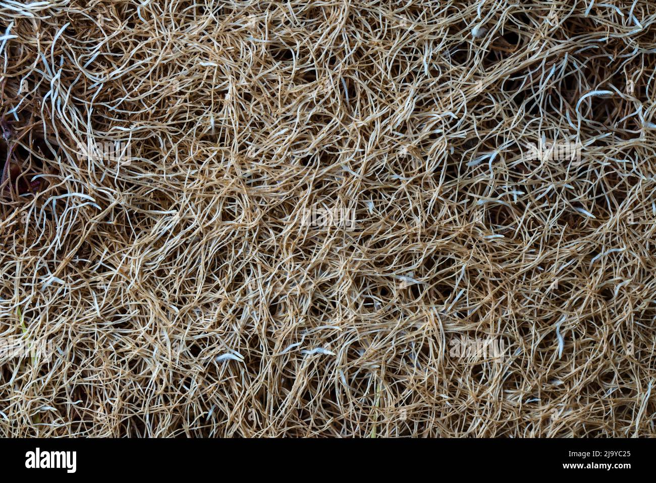Germinated wheat grass roots as background, close up. White roots of ...