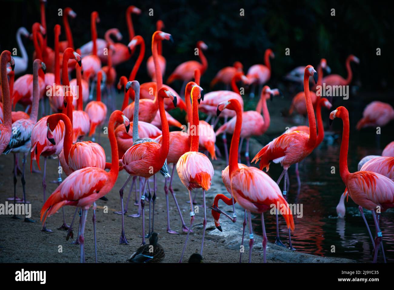 Beautiful flamingos walking in the water with green grasses background ...